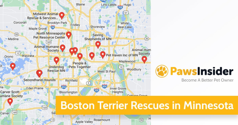 Boston Terrier Rescue Minnesota | 9 Centers To Adopt From
