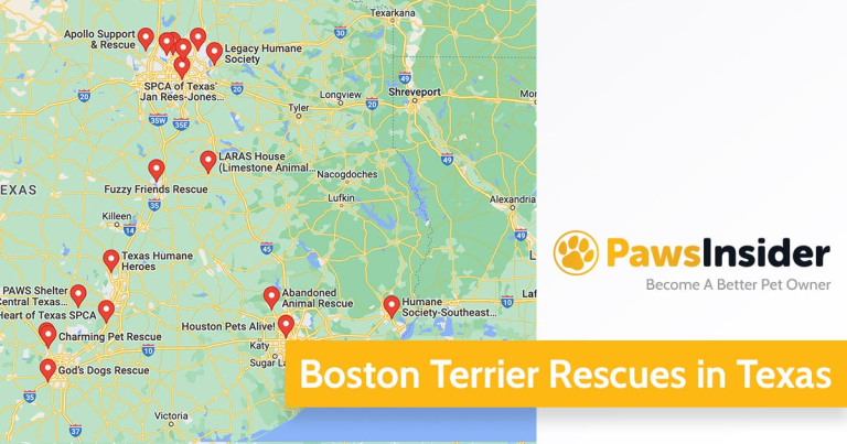 9 Boston Terrier Rescues In Texas: List UPDATED For 2026