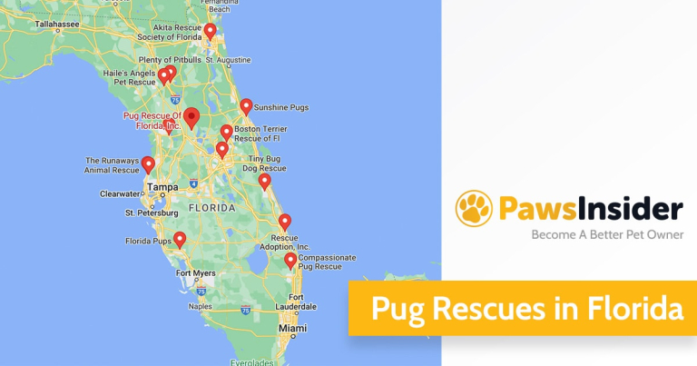 9 Pug Rescues In Florida (List UPDATED For 2025)