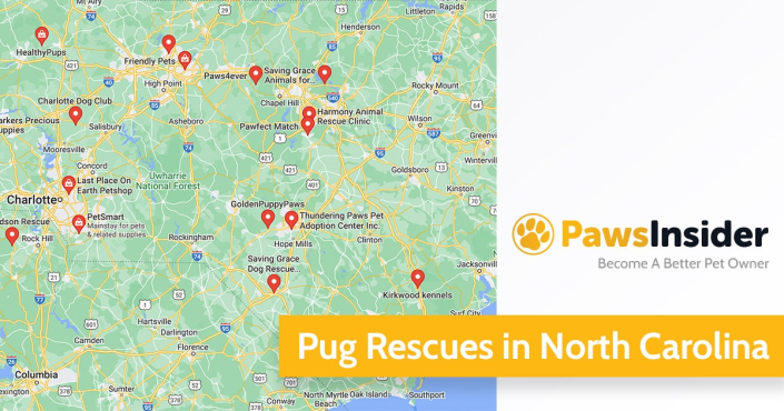 9 Pug Rescues In North Carolina: List Updated For 2026