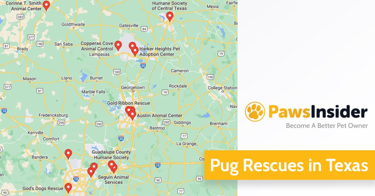 13 Pug Rescues In Texas: List Updated For 2025