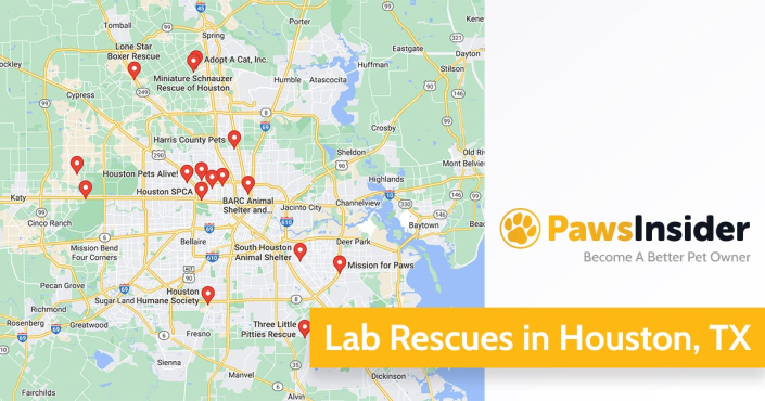 8 Lab Rescues In Houston, TX (List Updated For 2025)