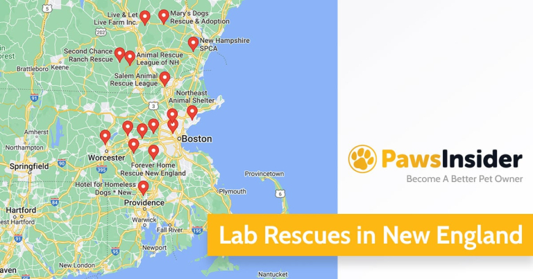 7 New England Lab Rescues (List Updated For 2026)