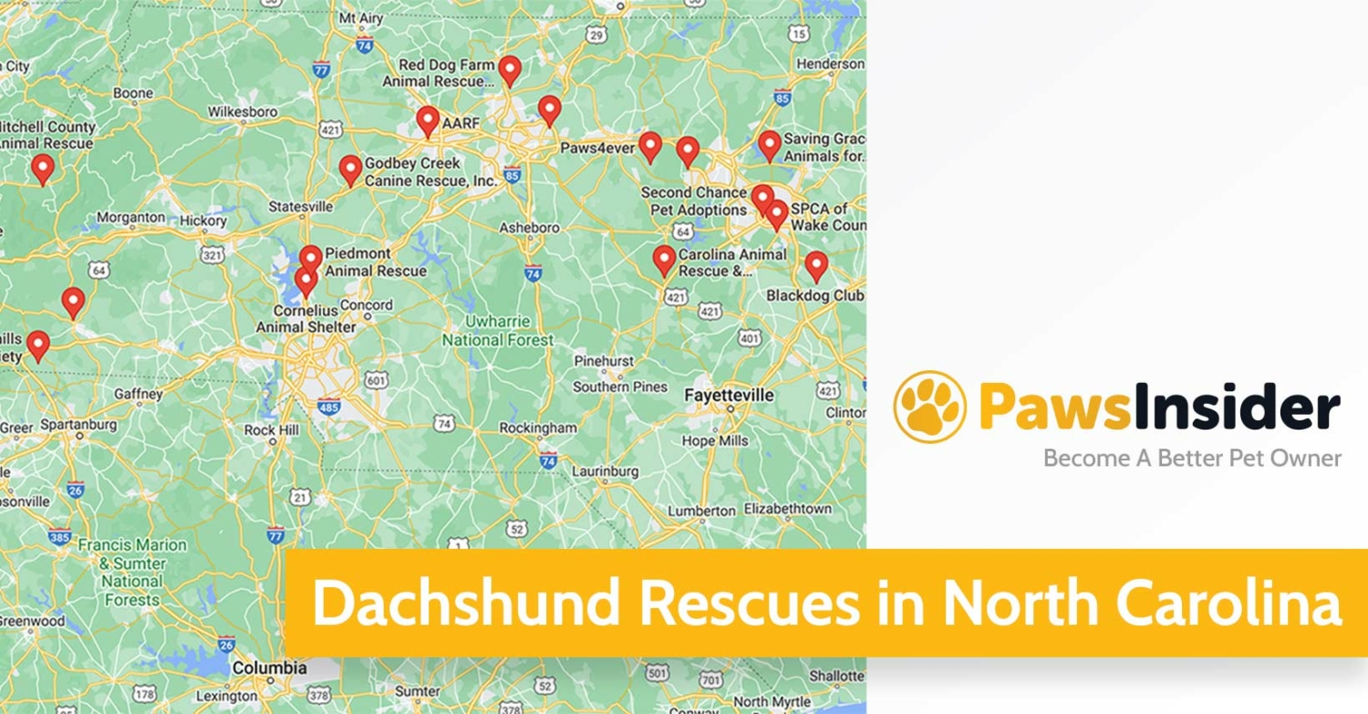 7 Dachshund Rescues In North Carolina [Updated For 2026]